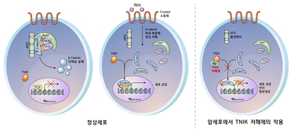 국내 연구진 개발 대장암 치료물질, 이스라엘에 기술이전
